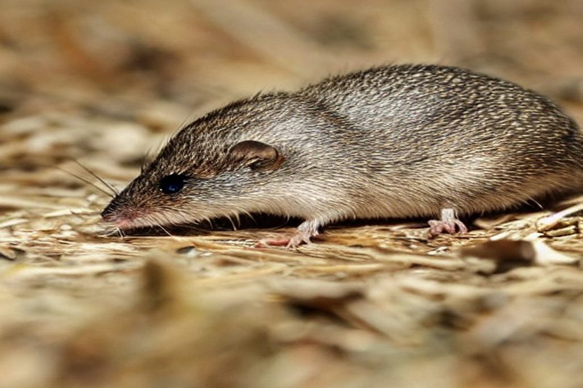 Shrew - 17 Onji — Haiku, Senryu, and Zappai - Medium