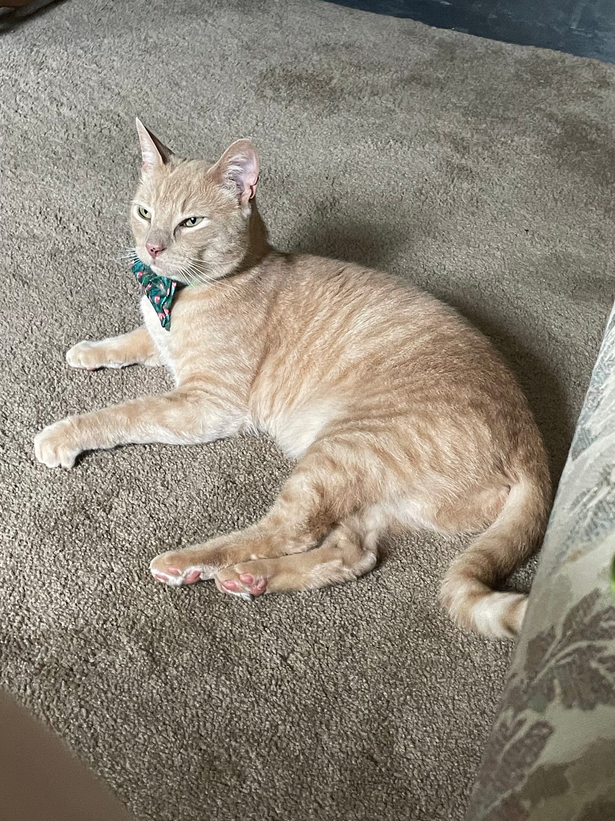 An Unsuccessful Rescue. When one cat makes the final decision | by ...