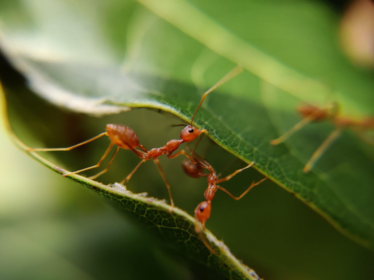 Terrifying! The Never Seen Before Face Of An Ant | by Annie Wegner ...