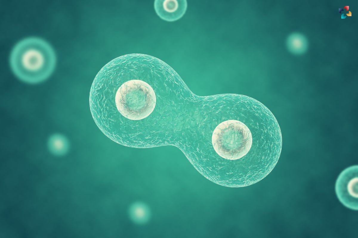Unveiling the Wonders of Cell Division | by Thelifesciencemagazine | Medium