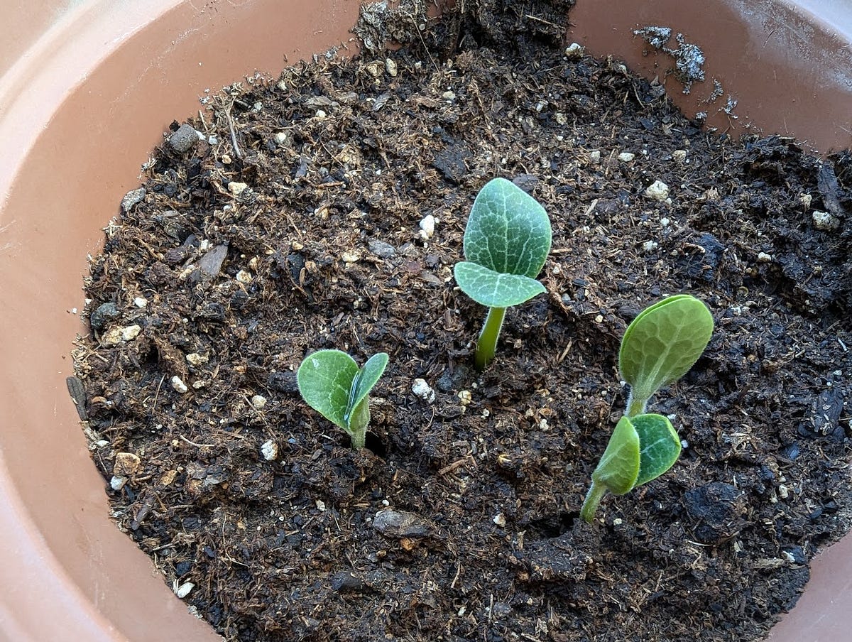 Seeds of Hope. poem | by Vinitha Dileep | Weeds & Wildflowers | Medium