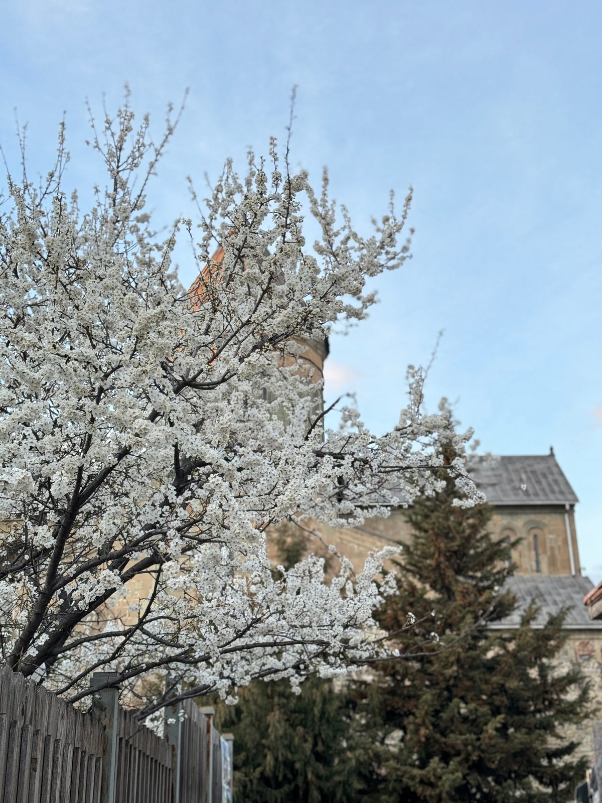 Why not to try life without the Greek yogurt? | by Why Dari Am | Apr ...
