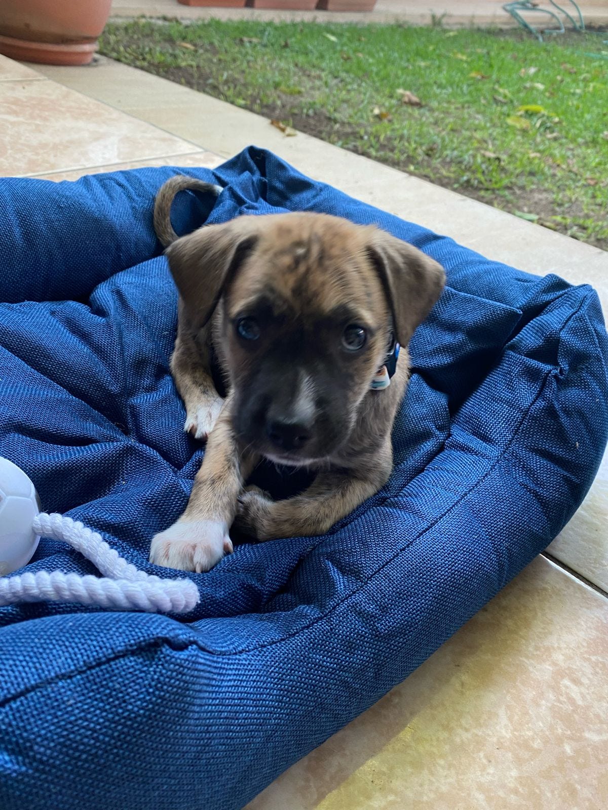 Raising this tornado puppy has made me a better problem solver | by Ronald RC | May, 2024 | Medium