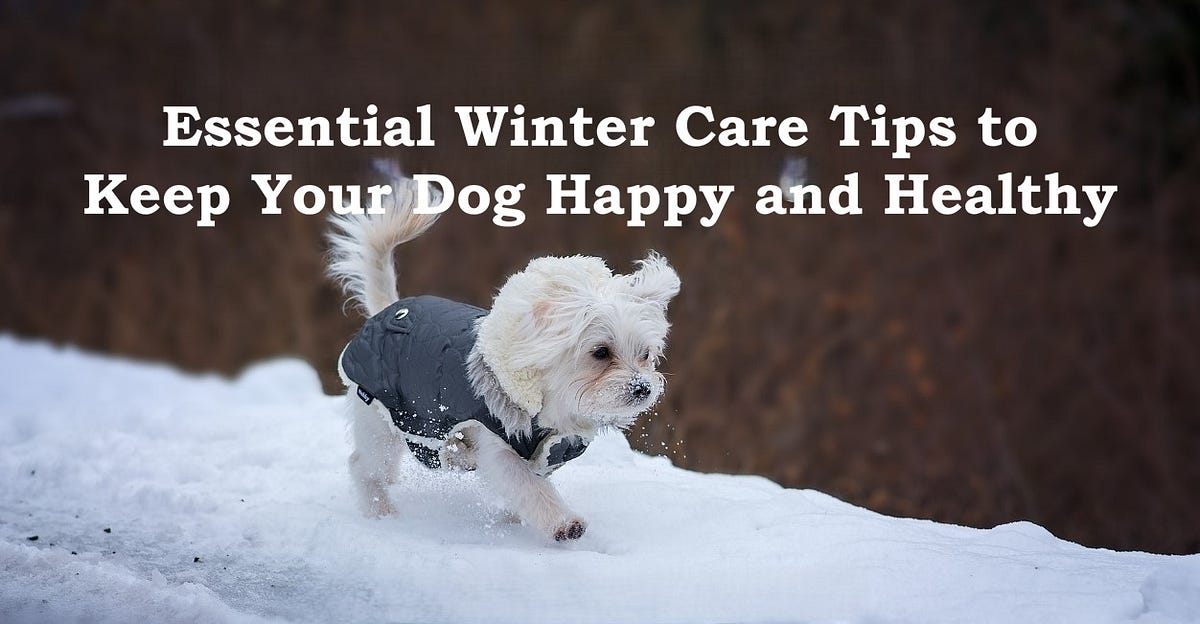 Essential Winter Care Tips to Keep Your Dog Happy and Healthy | by ...