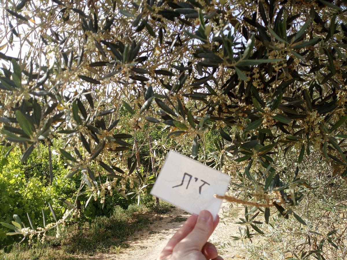 Motza, An Idyllic Getaway Spot Just Outside Jerusalem | by Daniel ...