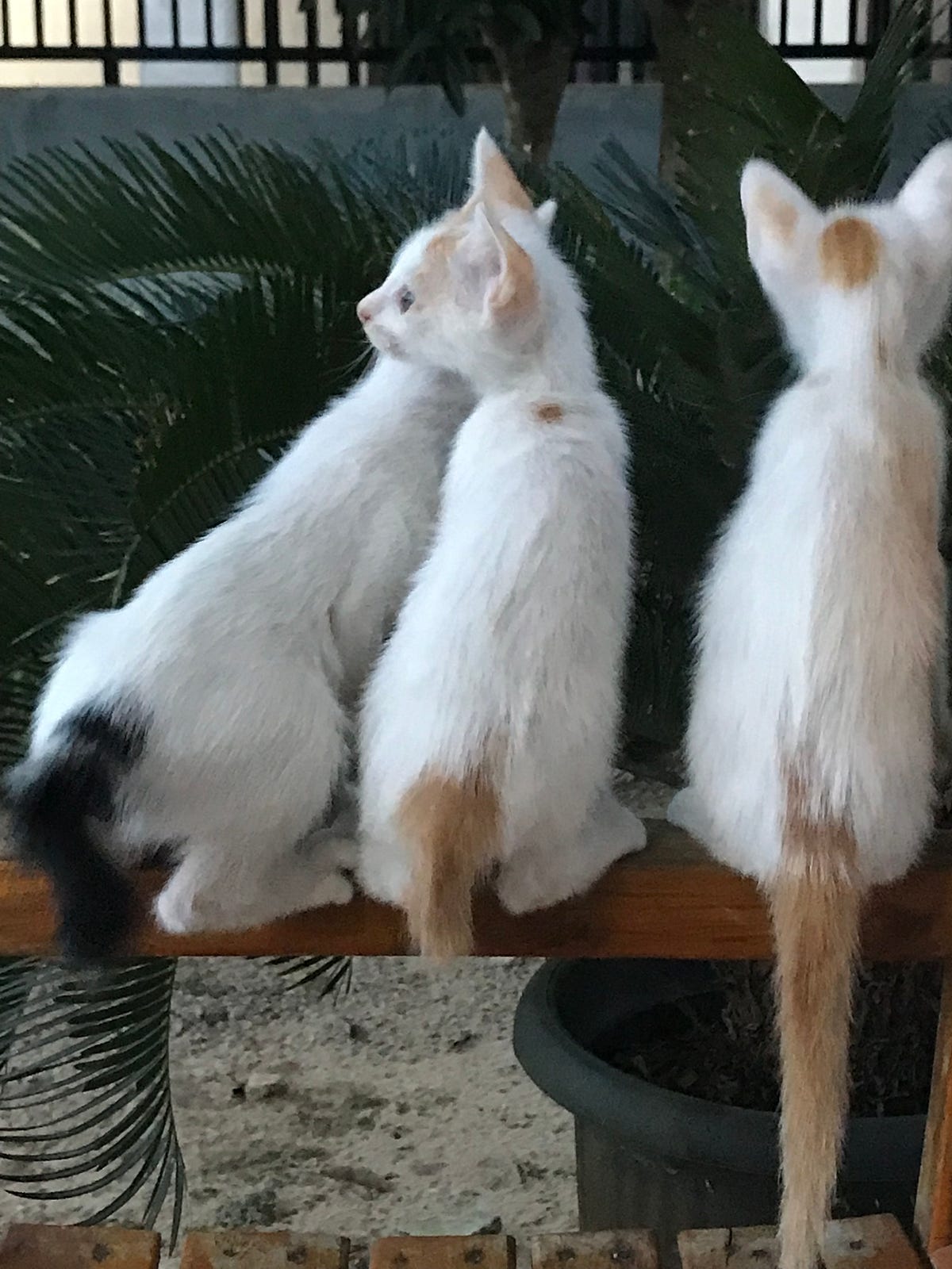 “Keluarga Cool”. dahulu kala, datanglah seekor kucing yg… | by ka_tika ...