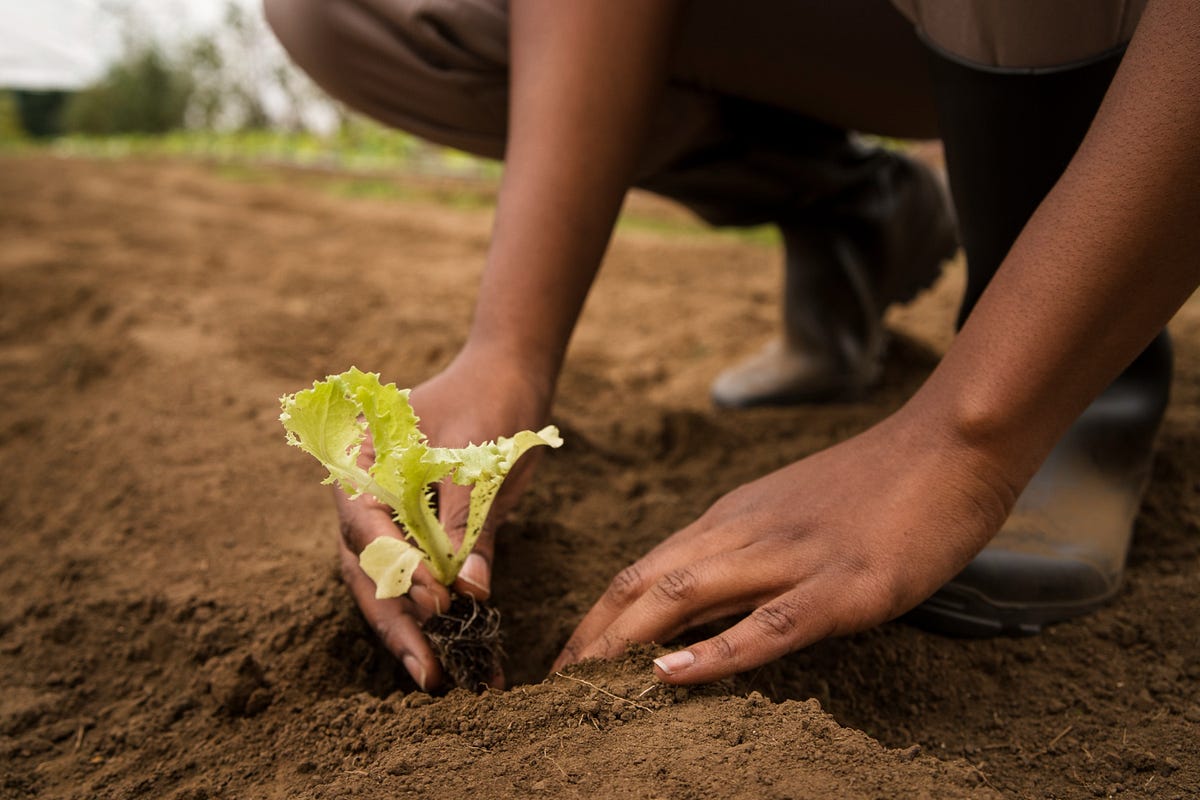 How can agribusinesses leverage the power of sustainable certification ... How can agribusinesses leverage the power of sustainable certification ...