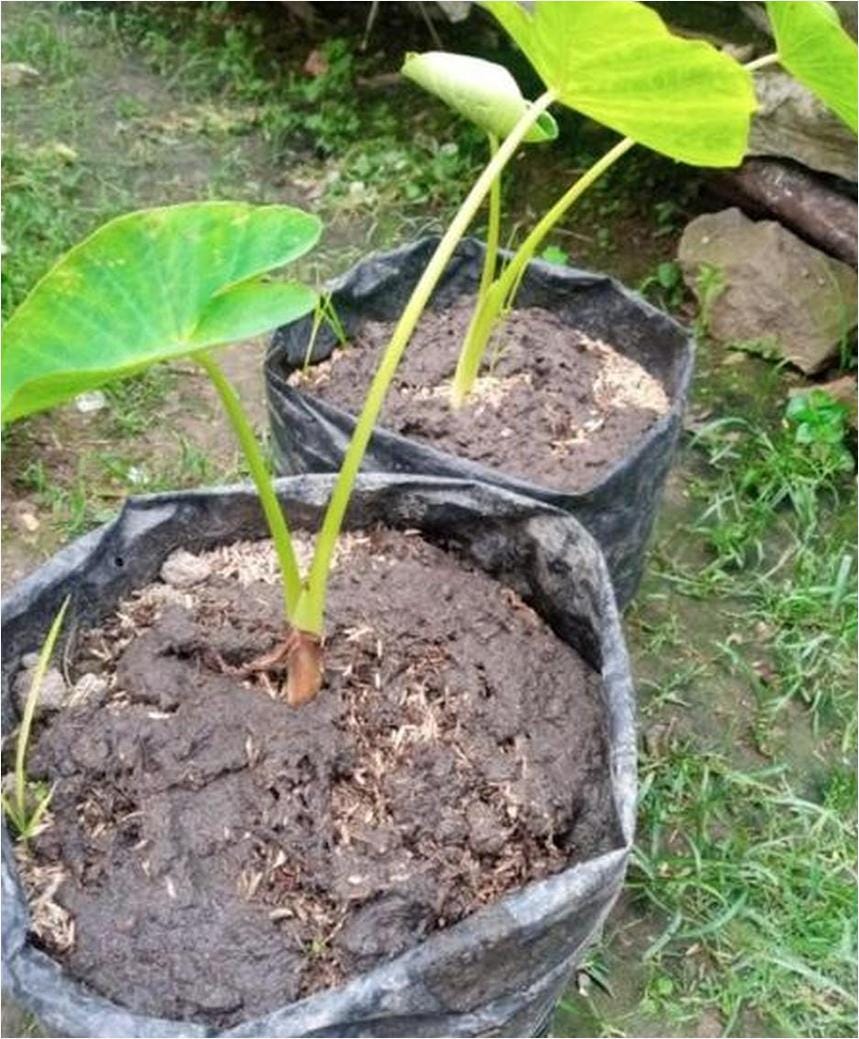 Bibit Talas Jepang Penawaran Spesial,,, Satoimo Original Sukabumi ...
