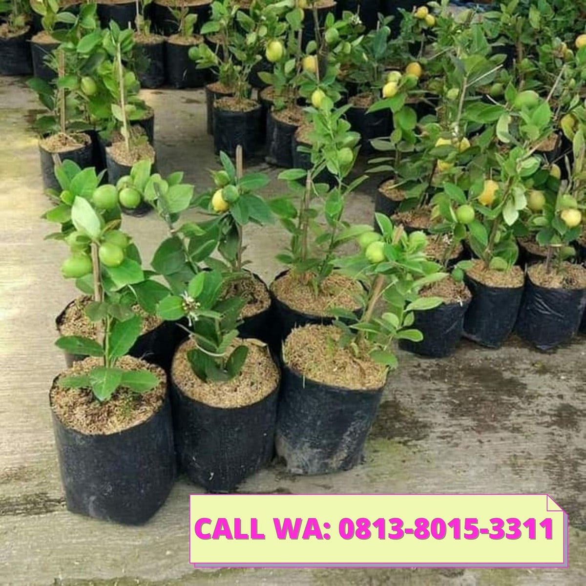 TERPERCAYA ! CALL : 0813–8015–3311 Pohon Jeruk Lemon Tea Ke Jawa Barat ...