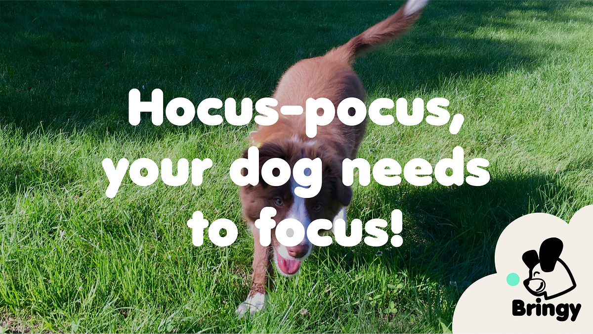 Hocus-pocus, your dog needs to focus! | by Bringy | Bringy Blog | Medium