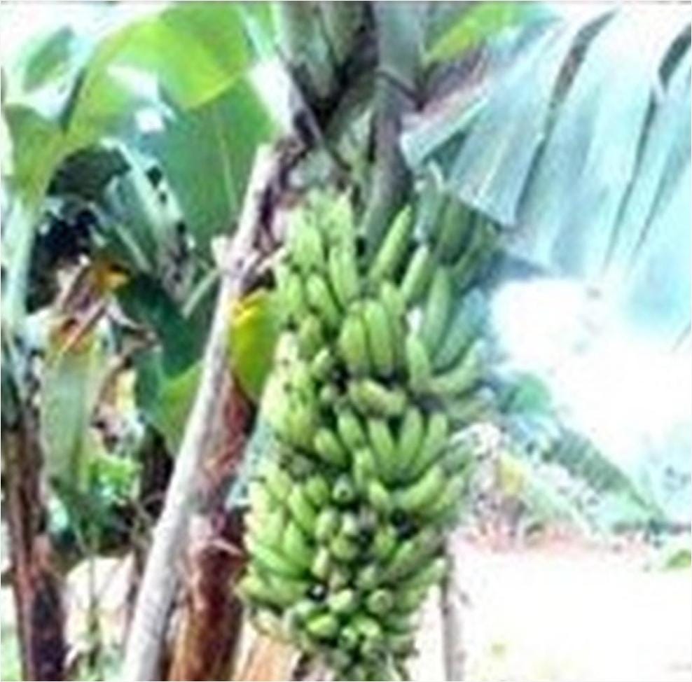 Bibit Pisang Morosebo Tanaman Buah Ambon Mini Rojo Pendopo Unggul Dan ...