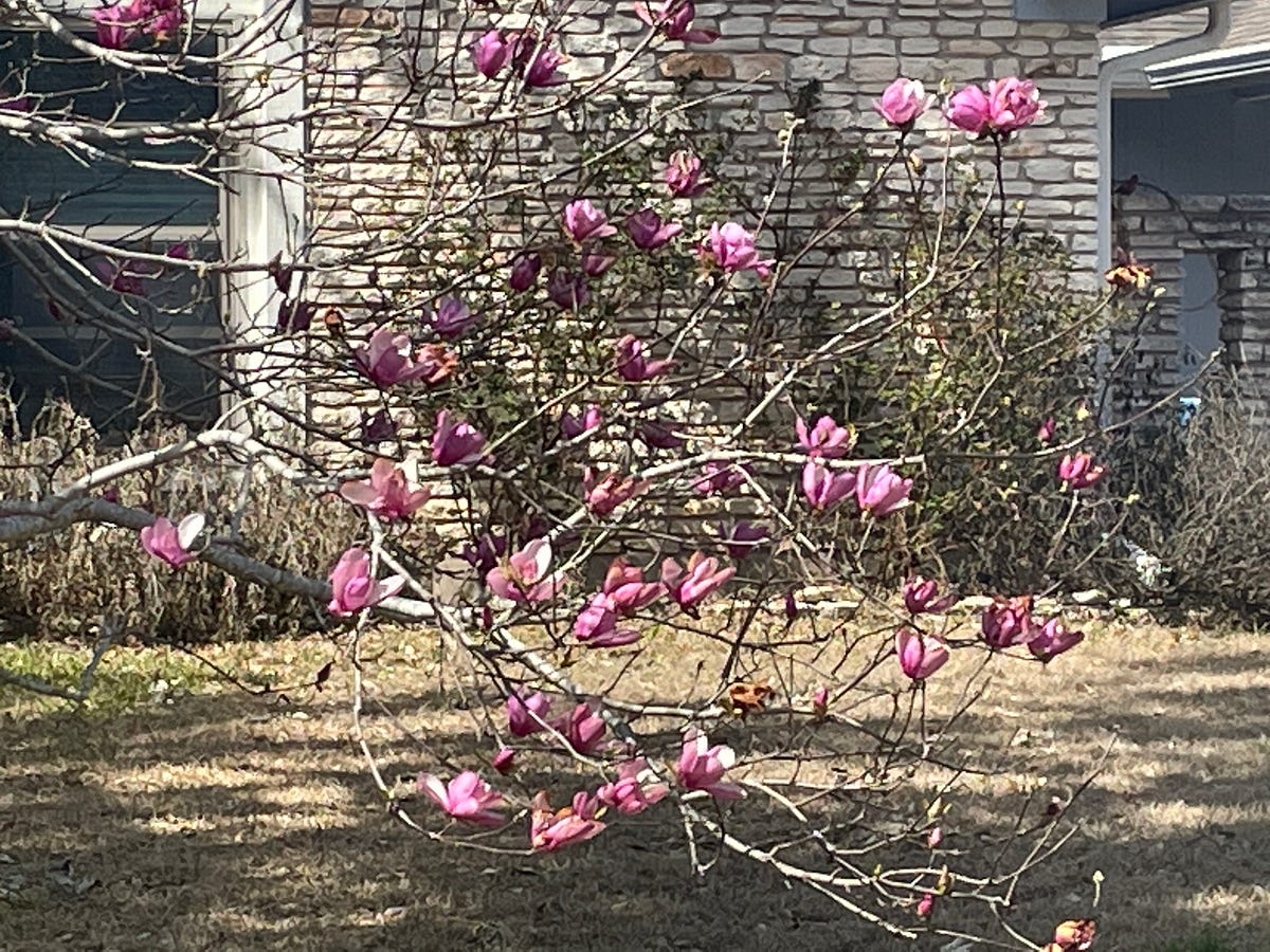 Hope Reinvigorated. A photo essay | by Skye Howell (she/her) | Promptly ...