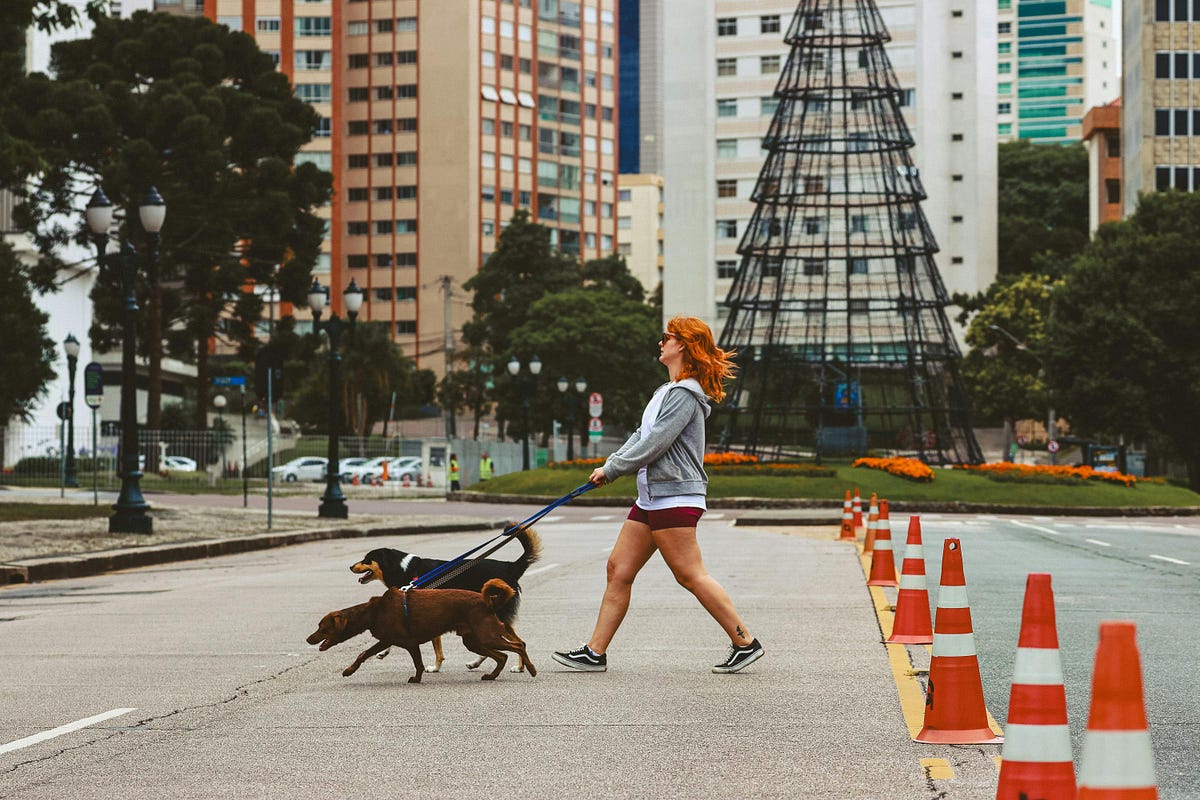 Chiens et municipales 2026 : quelle ville dog friendly demain ? | Eva ...
