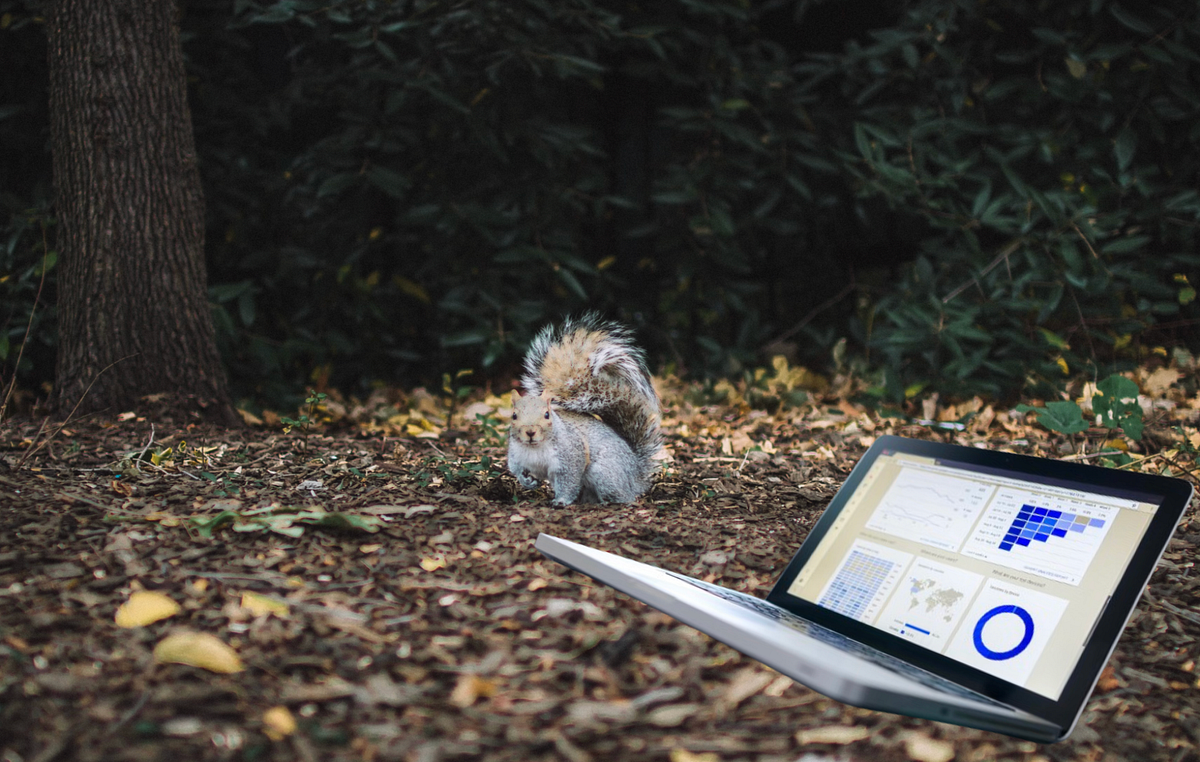 Why Sharing Forest Data Matters More Than Ever🌳 | by Ground Truth Data ...