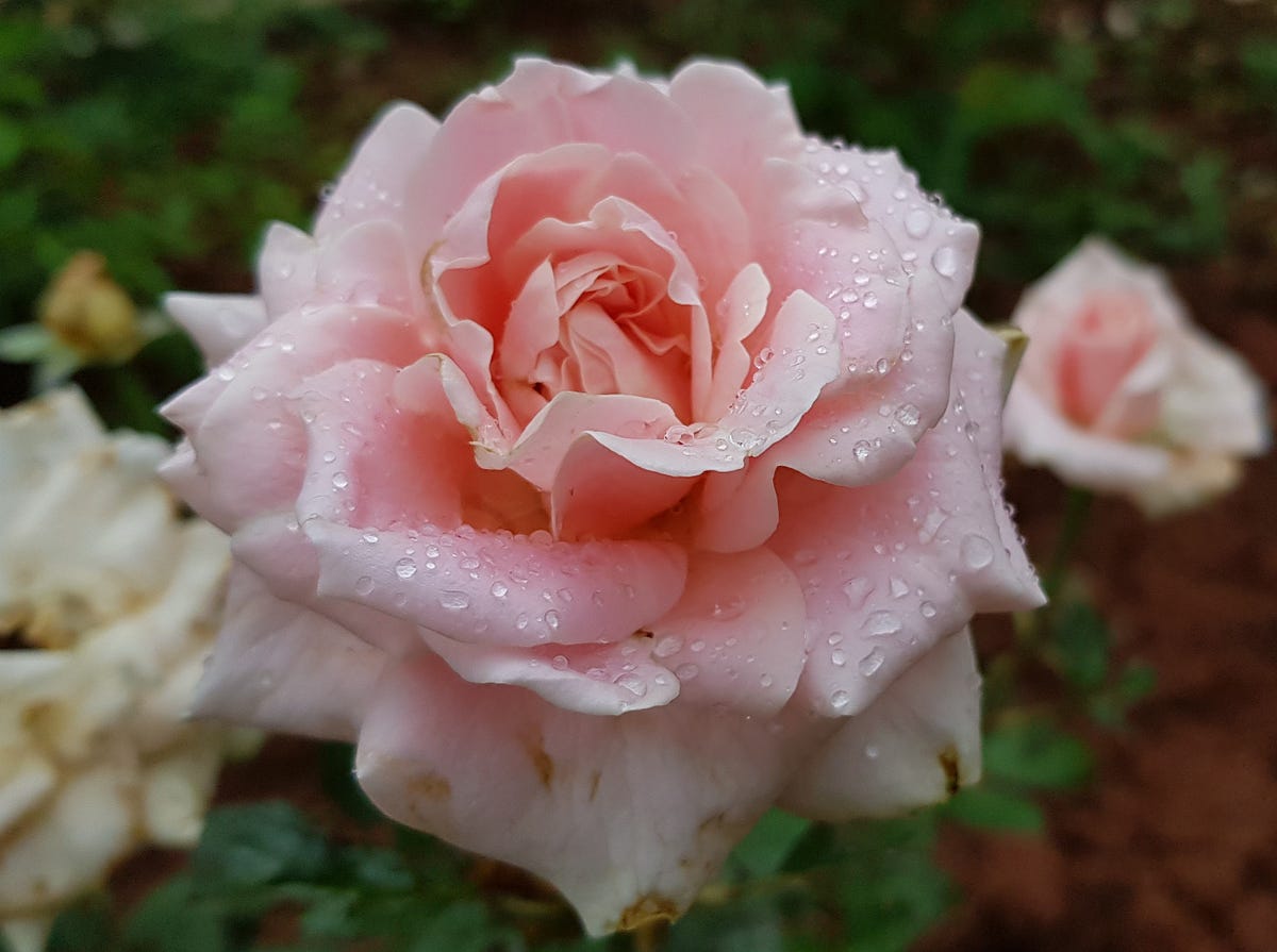 Feel - Sumana Guha Ray - Medium