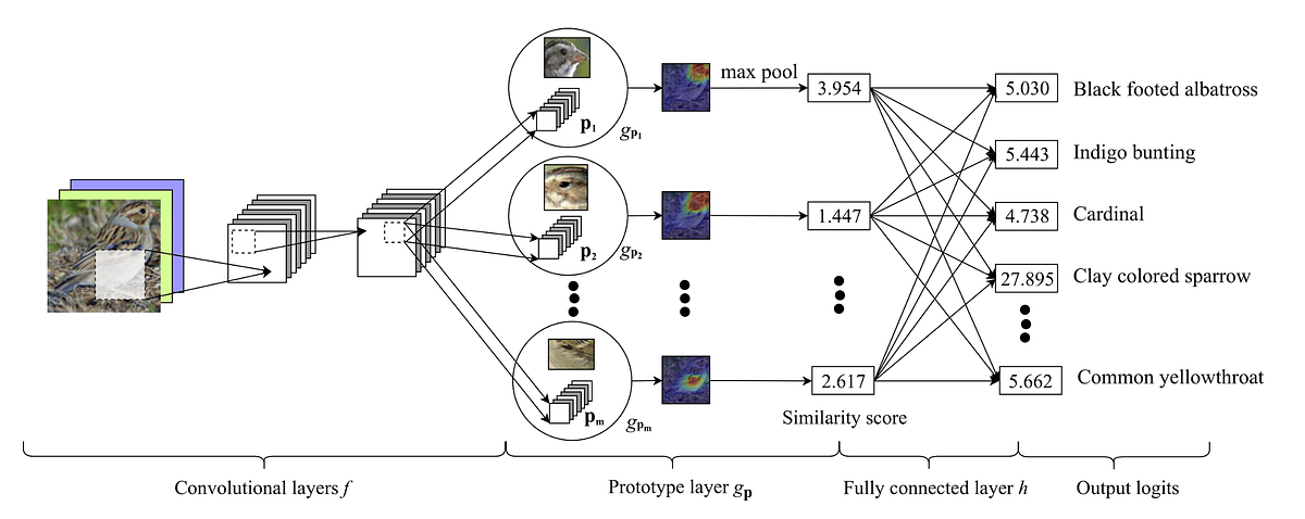 Neural Prototype Trees. Explainable image classification… | by Nakul ...
