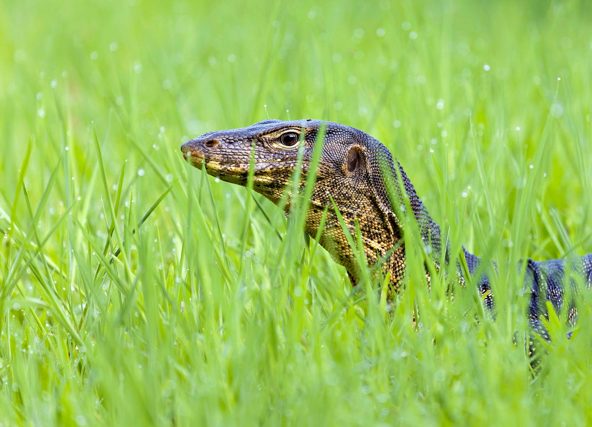 Asian Water Lizard. Photo by Author | by Marcus | The Daily Cuppa ...
