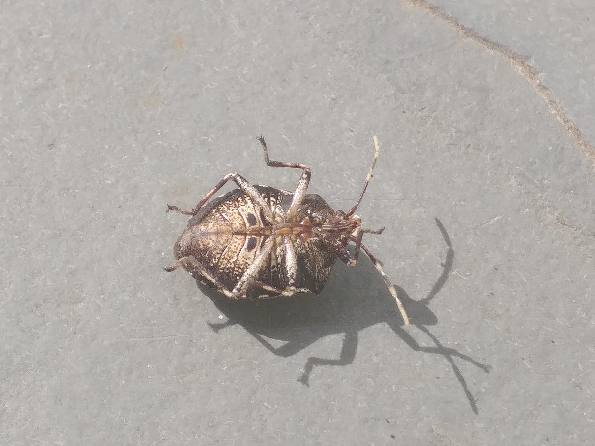 Brazilian COVID-19 Plague Journal: the death of the insect | by Fabio ...