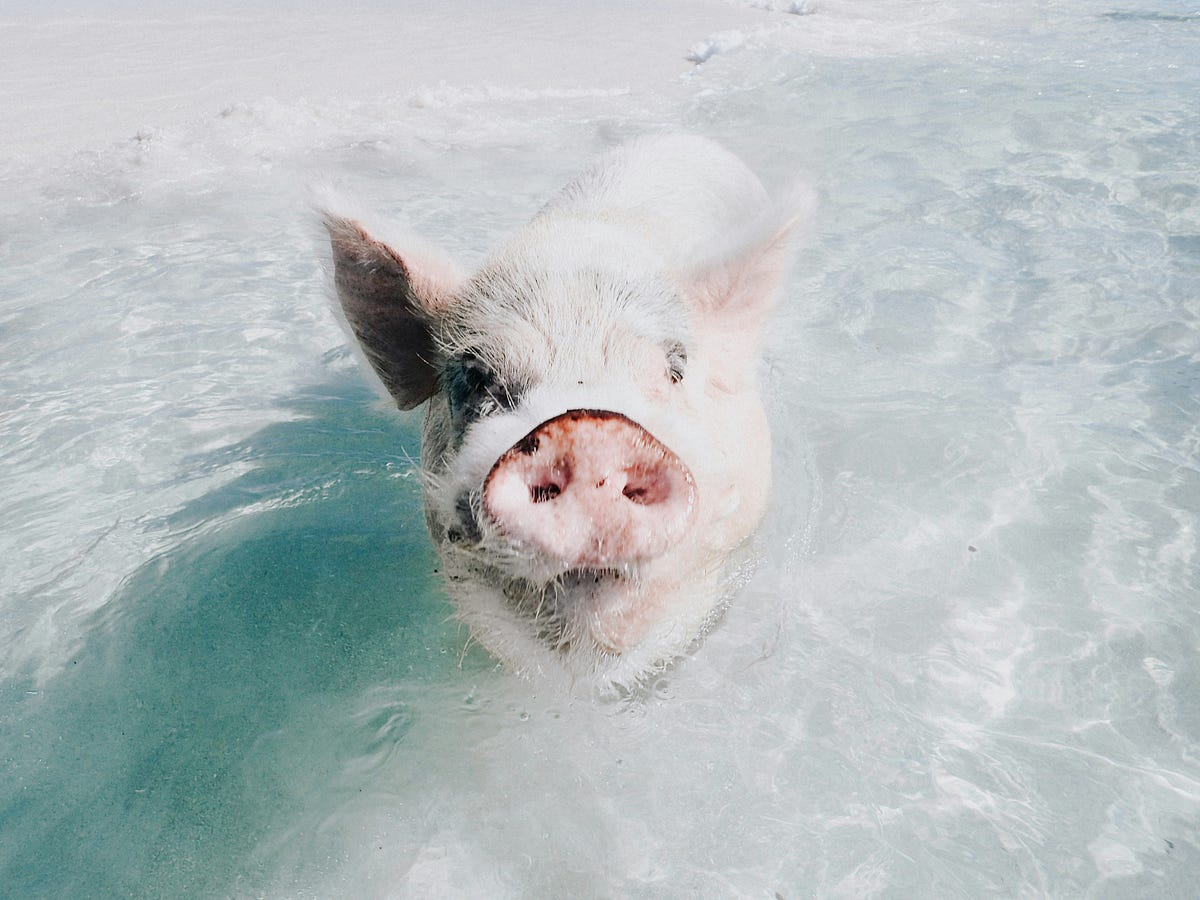 Wife Is at Her Wits’ End With Her Pig of a Husband’s Disgusting Habit ...