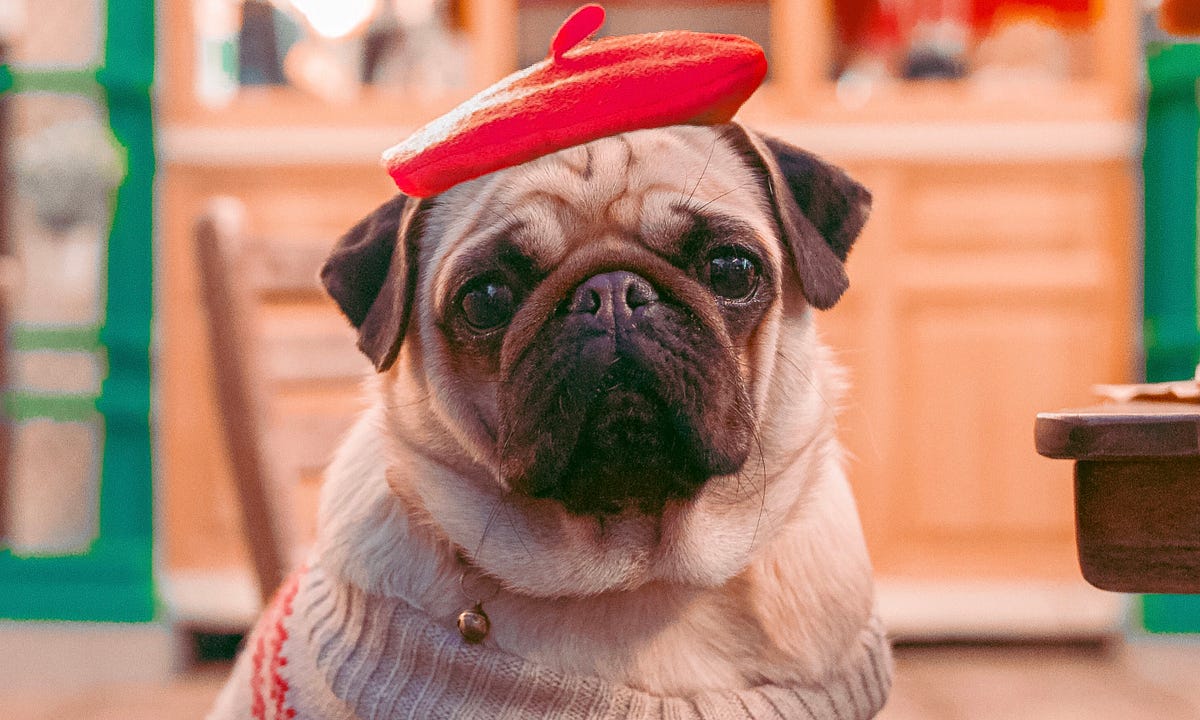 10 Reasons Why You Should Get A Pug | by Maggie The Pug | Medium