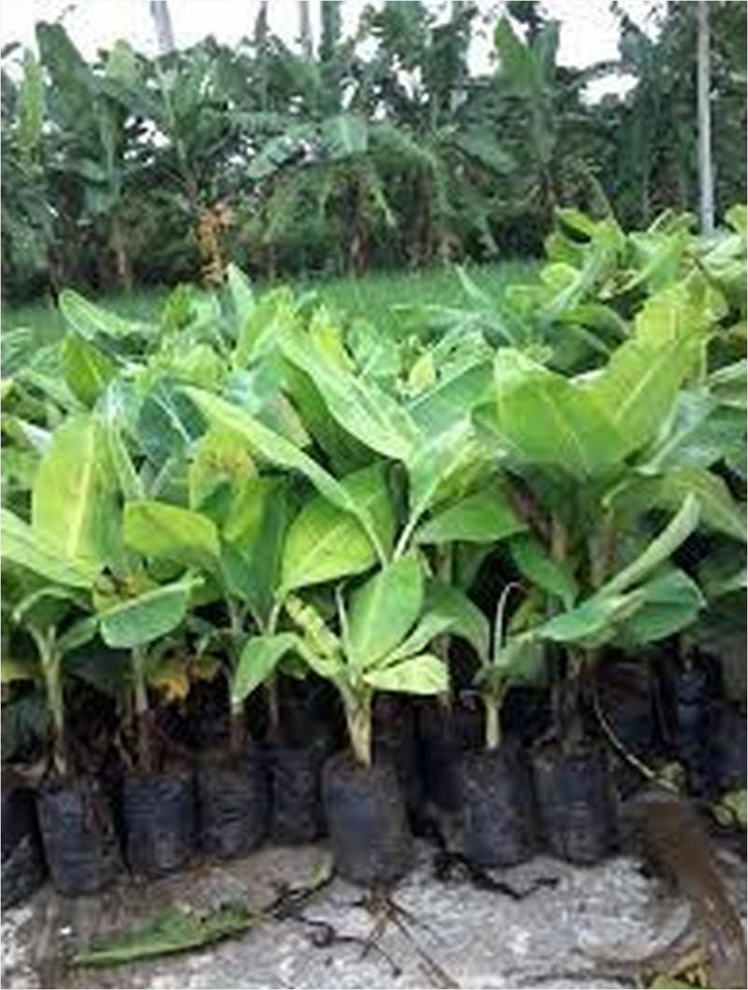 Bibit Pisang Mas Kirana Kwalitas Terbaik Emas Tanaman Lamongan ...