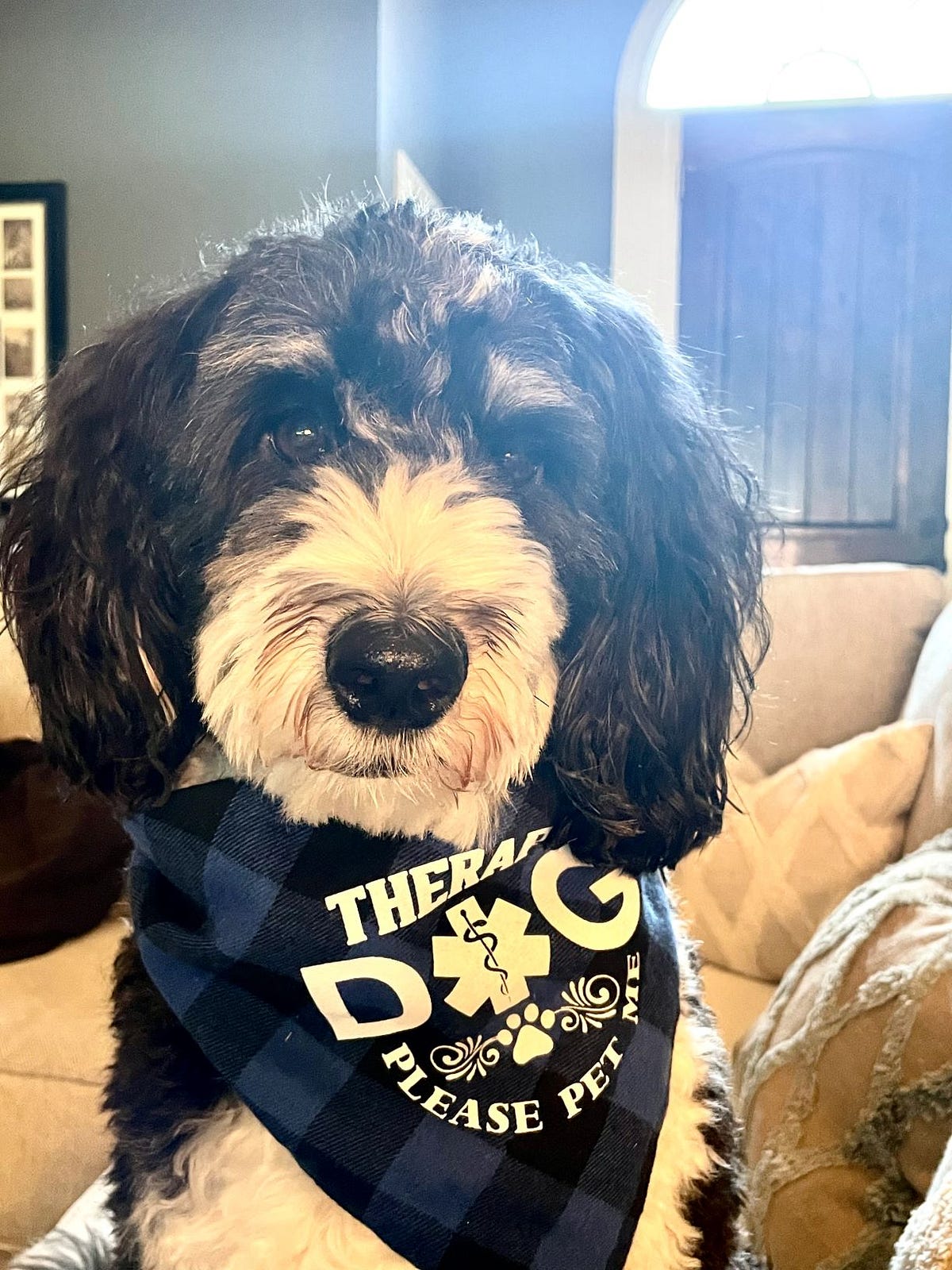 Simple Steps to Becoming a Therapy Dog Team | by Lisa Faith-Gregg | Medium