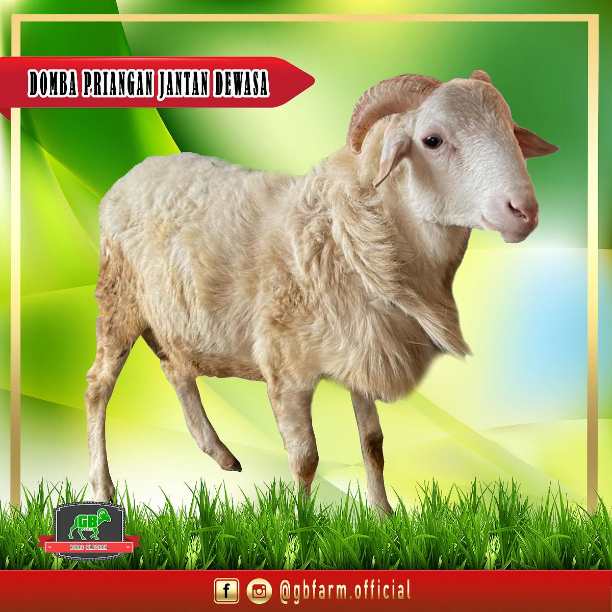 JUAL DOMBA DAN KAMBING AQIQAH SURABAYA DAN SEKITARNYA | by GB Farm | Medium