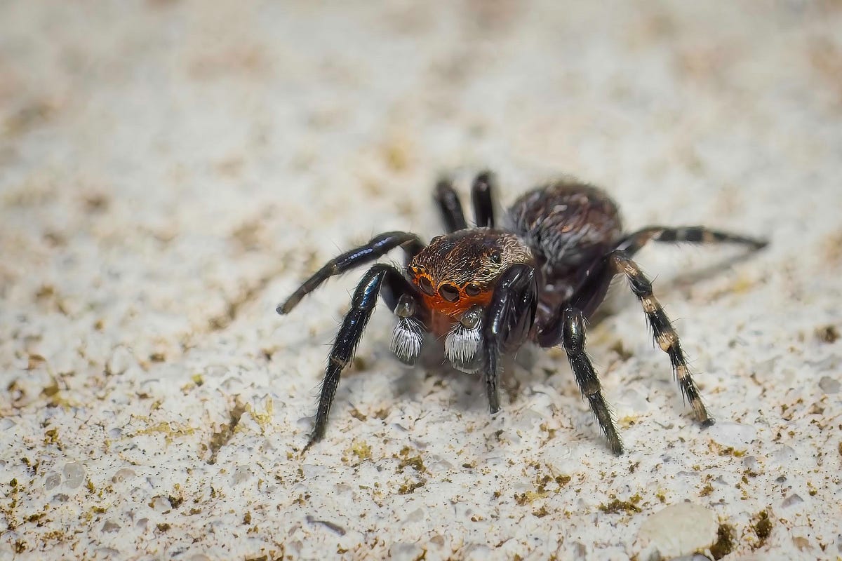 Insect Photography: Spider Expedition | by Mark Overmars | Full Frame ...