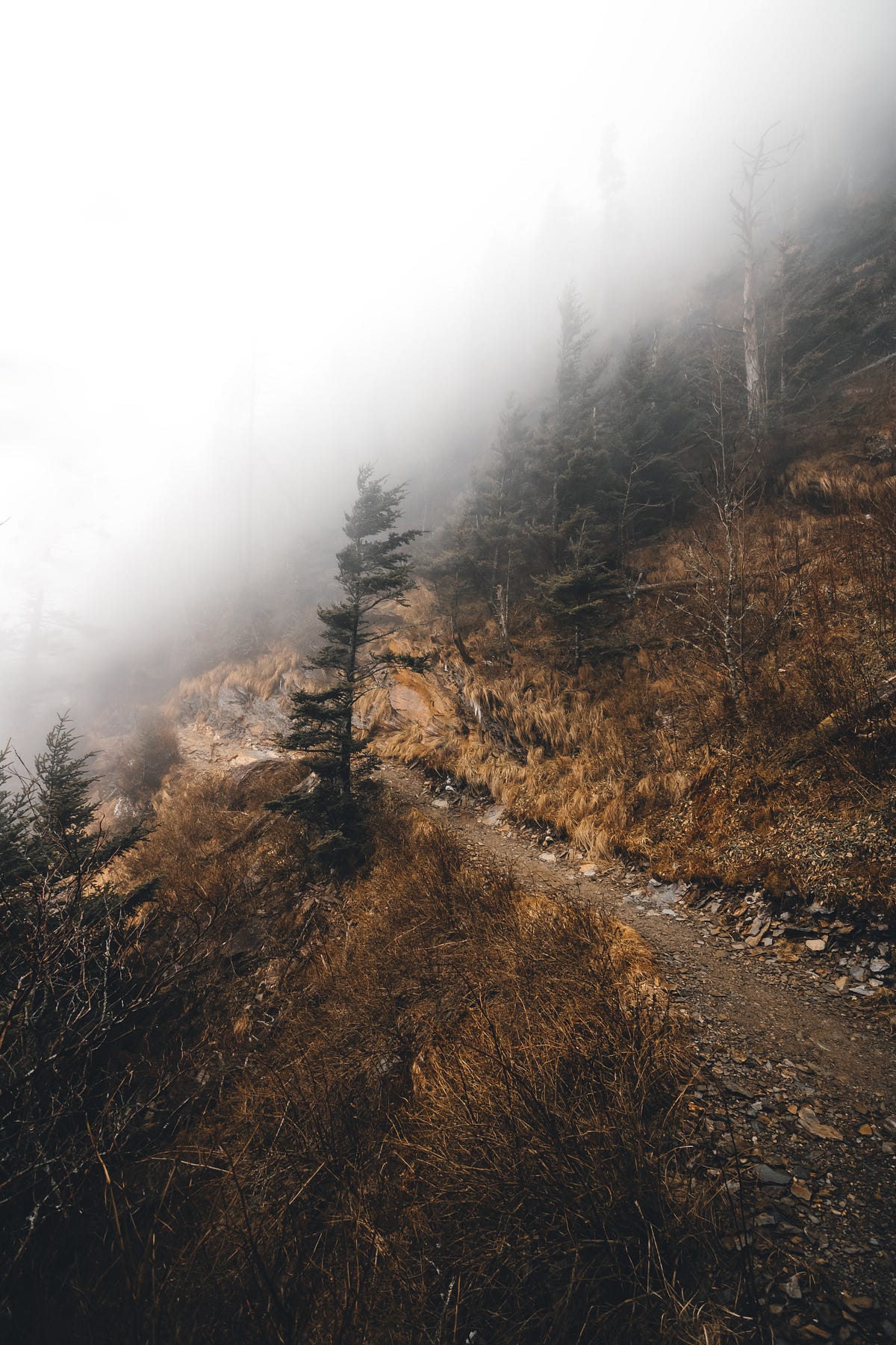 Find Her - Lifeline - Medium