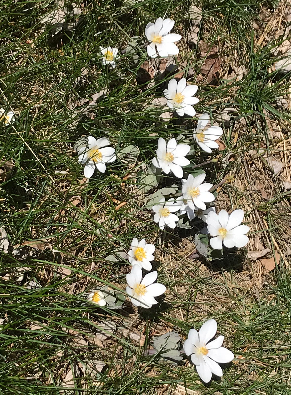 Micro-Prairie Maintenance. Bloodroot in bloom means the… | by Boyd ...