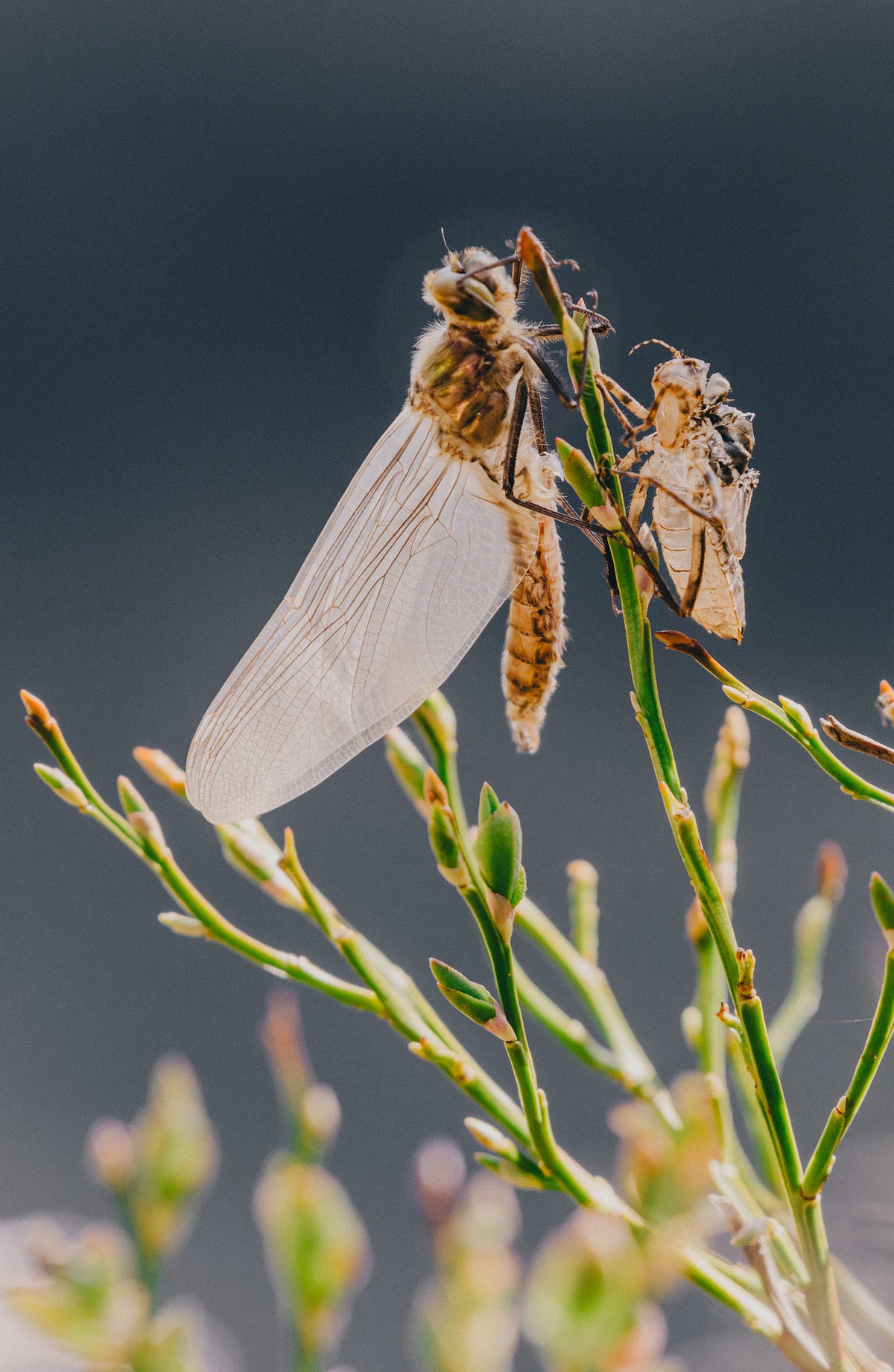 Hiding Into A Cocoon. On Transition | by Diana C. | Blue Insights | Medium