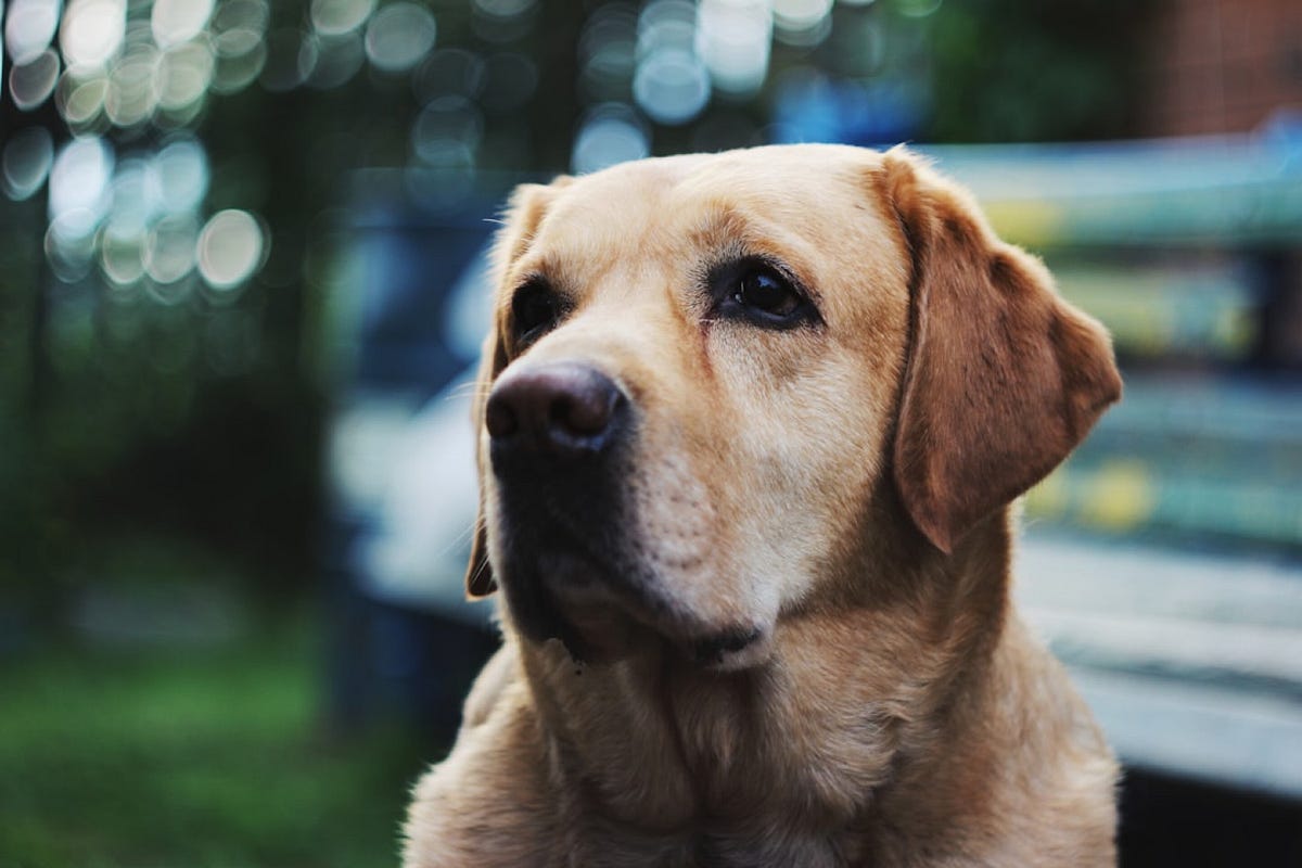 Old dogs bark way too loud. Mid-career musings | by Lauren Cortis | Medium
