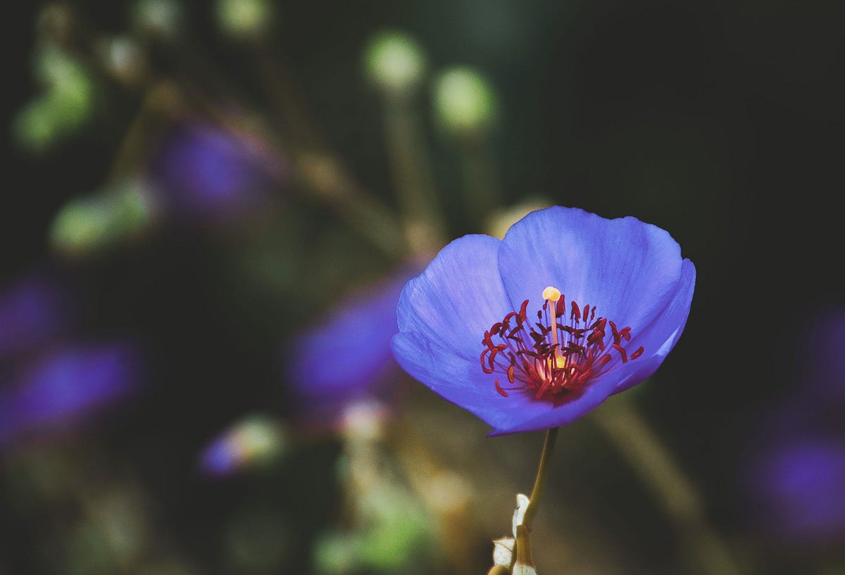 Blue Poppy — flower from the land of Shangri-La - prasad PA - Medium