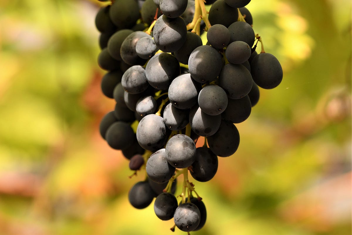 5 Amazing Benefits Of Black Grapes For Your Skin And Hair Health | by ...