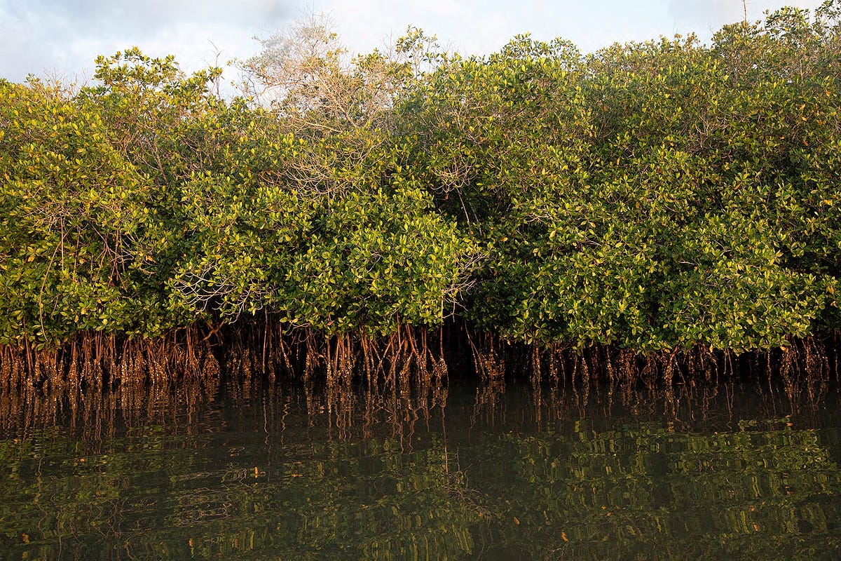 Bridging the biodiversity data gap — how WWF’s new Biodiversity Risk ...
