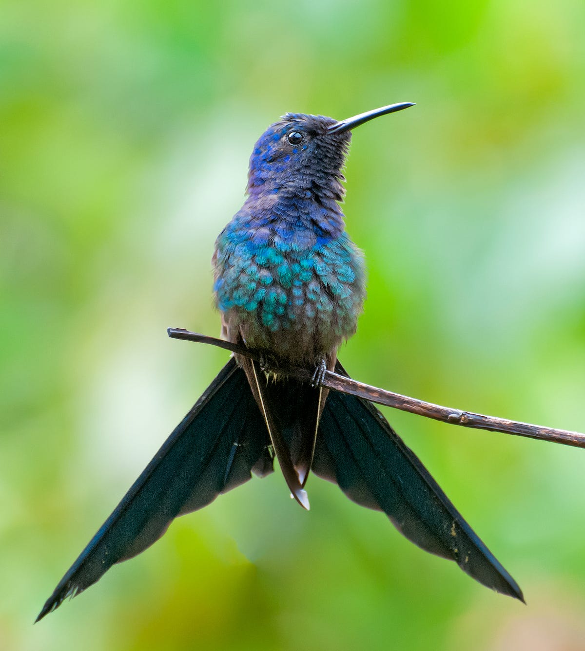Watch: A hummingbird and his adopted human parent | by 𝐆𝐫𝐫𝐥𝐒𝐜𝐢𝐞𝐧𝐭𝐢𝐬𝐭 ...