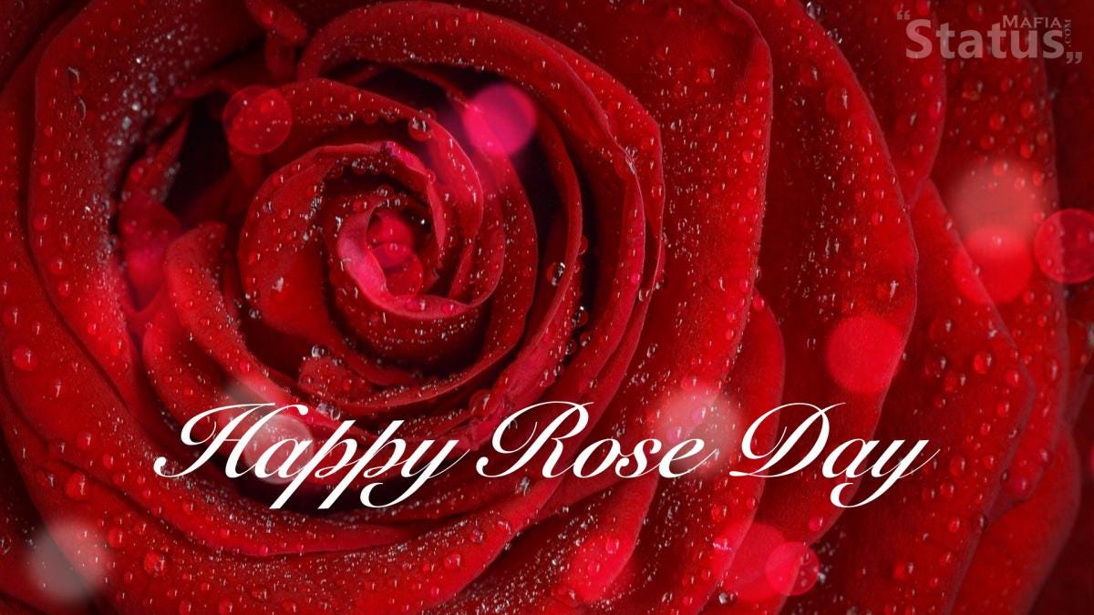 Best Happy Rose Day Status of 2020 | by Short Tricks | Medium
