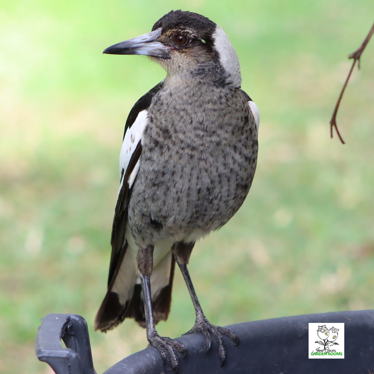 Poem about Australian Magpies | Tea with Mother Nature