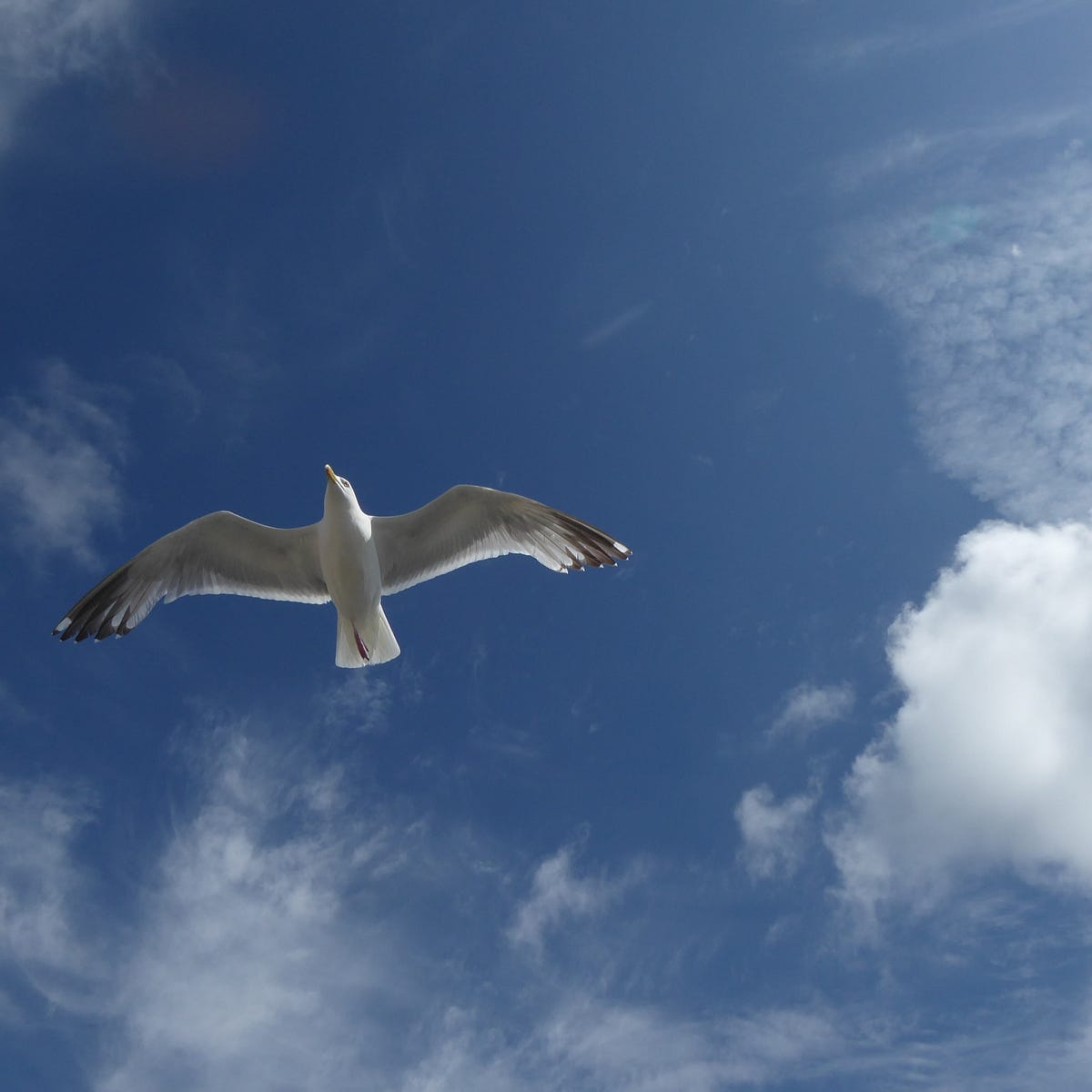 A Gull On A Hot Tin Roof. A poem of hope | by Bernard Ray | The Daily ...