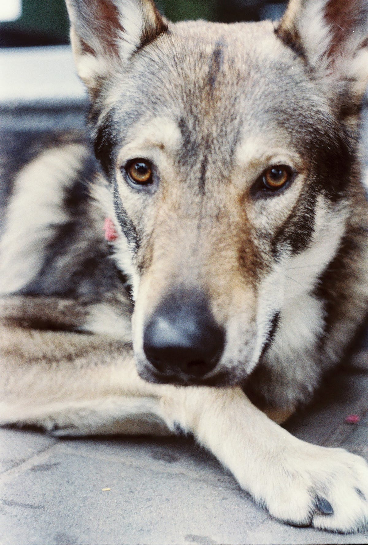 What a Wolf Dog Taught Me About Forgiveness | by AJ Winterfeld | Medium