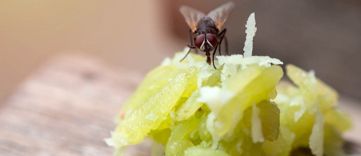 The Night My Sanctuary Became an Insect Haven: How I Took Control | by ...