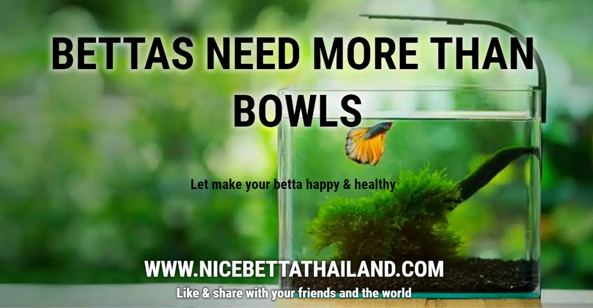Betta fish need more than bowls - Nice Betta Thailand - Medium