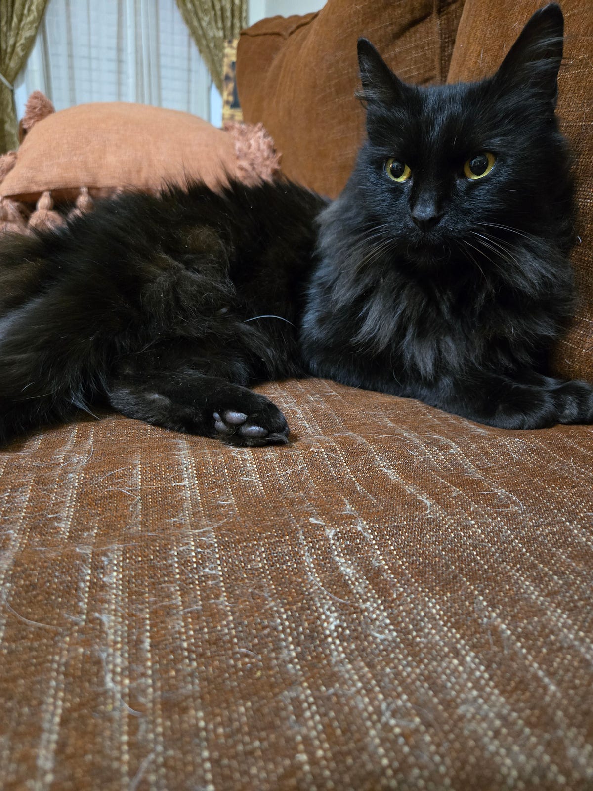 The Internet Loves Lists. I Made One About my Cats | by Nicki B | Jan ...