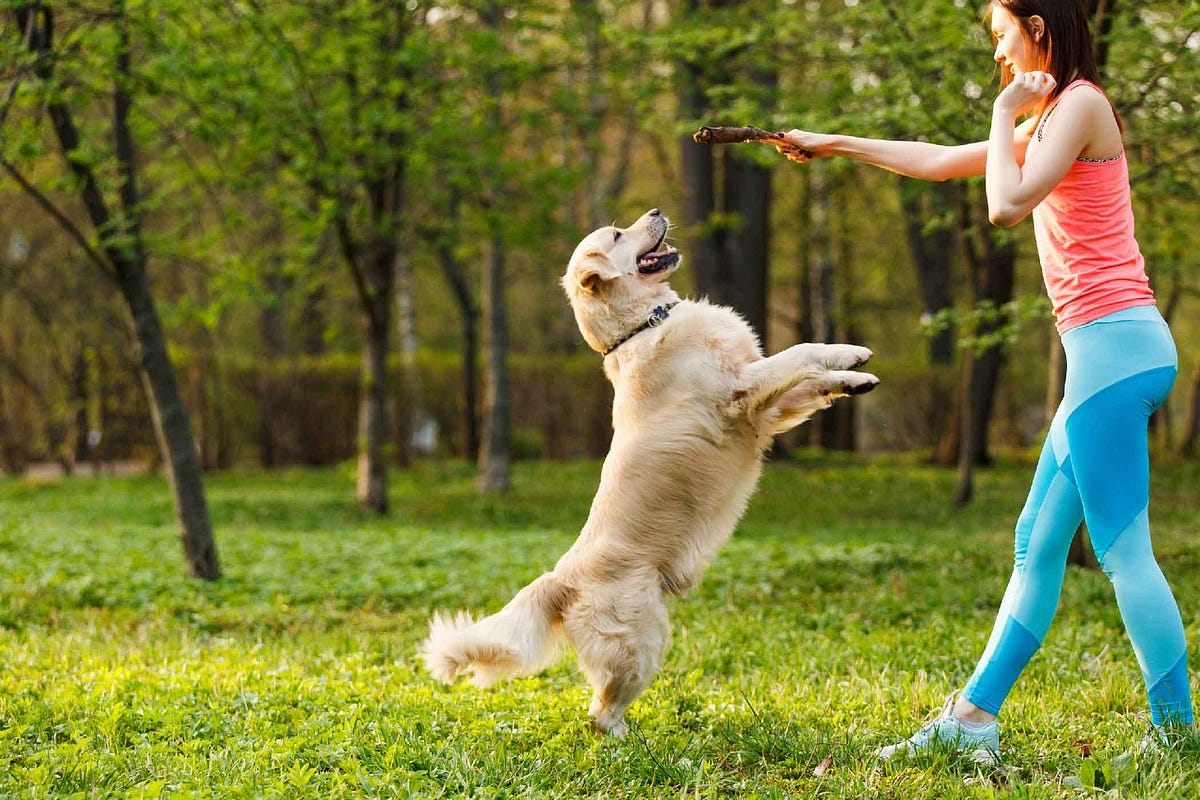 5 Professional Dog Training Tips. Ever wonder how professional trainers ...