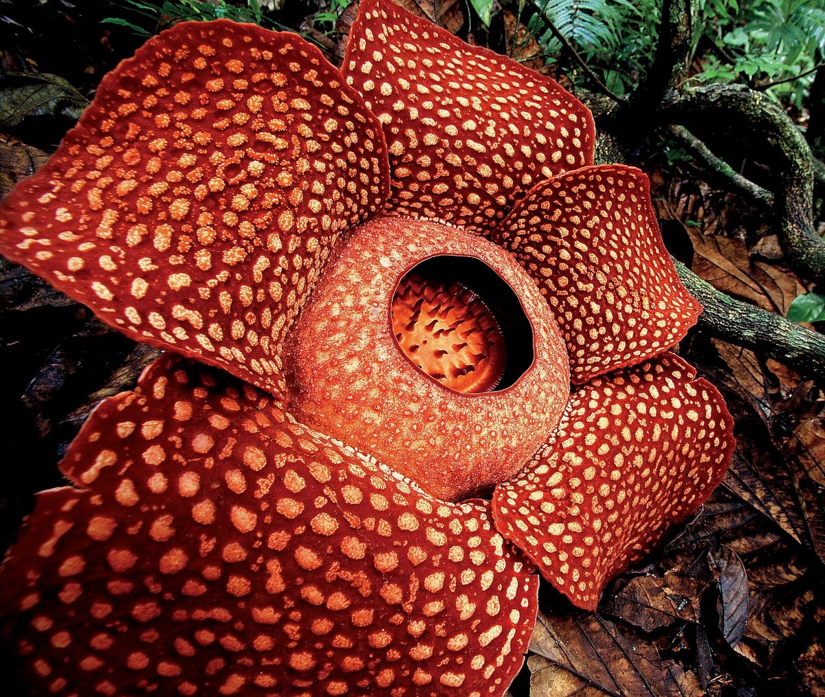 Exploring the Enigmatic Beauty of the World’s Largest Flower | by ...