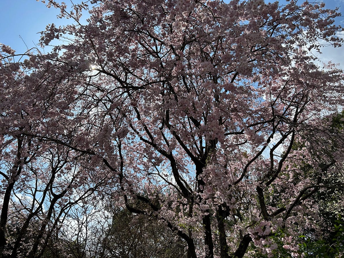 Why did Finland join NATO and what can we do to achieve world peace ...