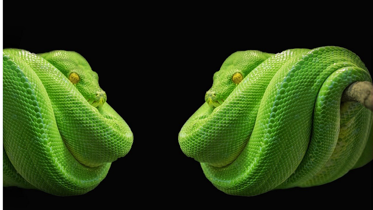 This Is Why Python Is So Popular. Python has become one of the most ...