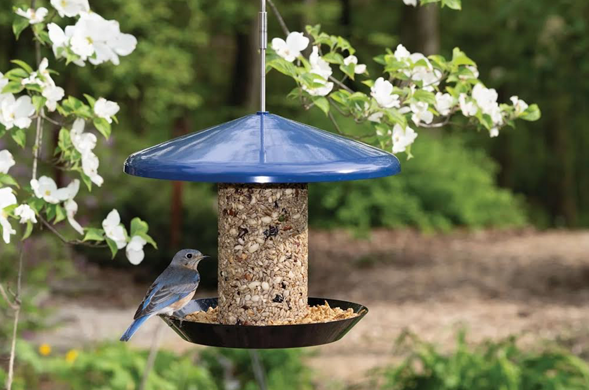 Creating Joy, One Bird at a Time: Lessons in Leadership | by Tullio ...