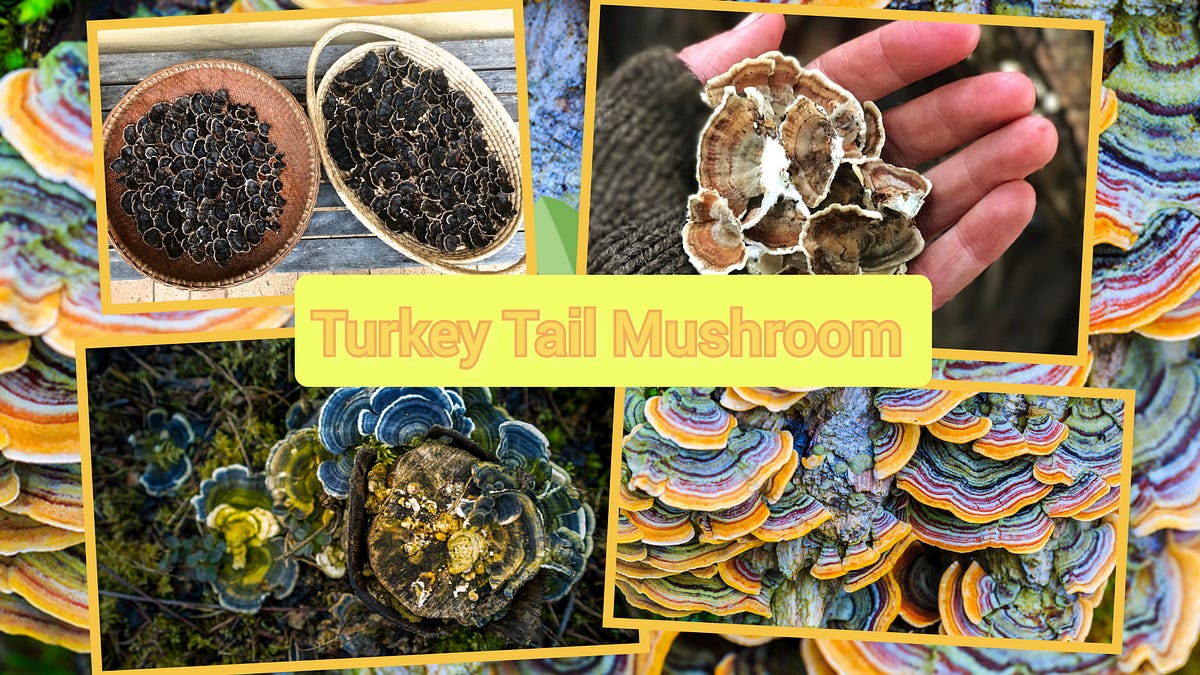 The Health Benefits of Turkish Tail Mushroom Supplement | by Kashif ...