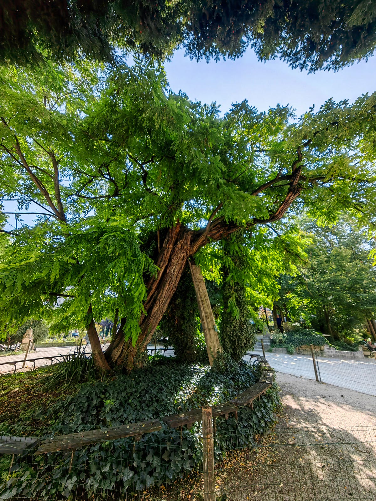 A Gnarled Tree Whispers The History of Paris | by Imola Tóth | Tourist ...
